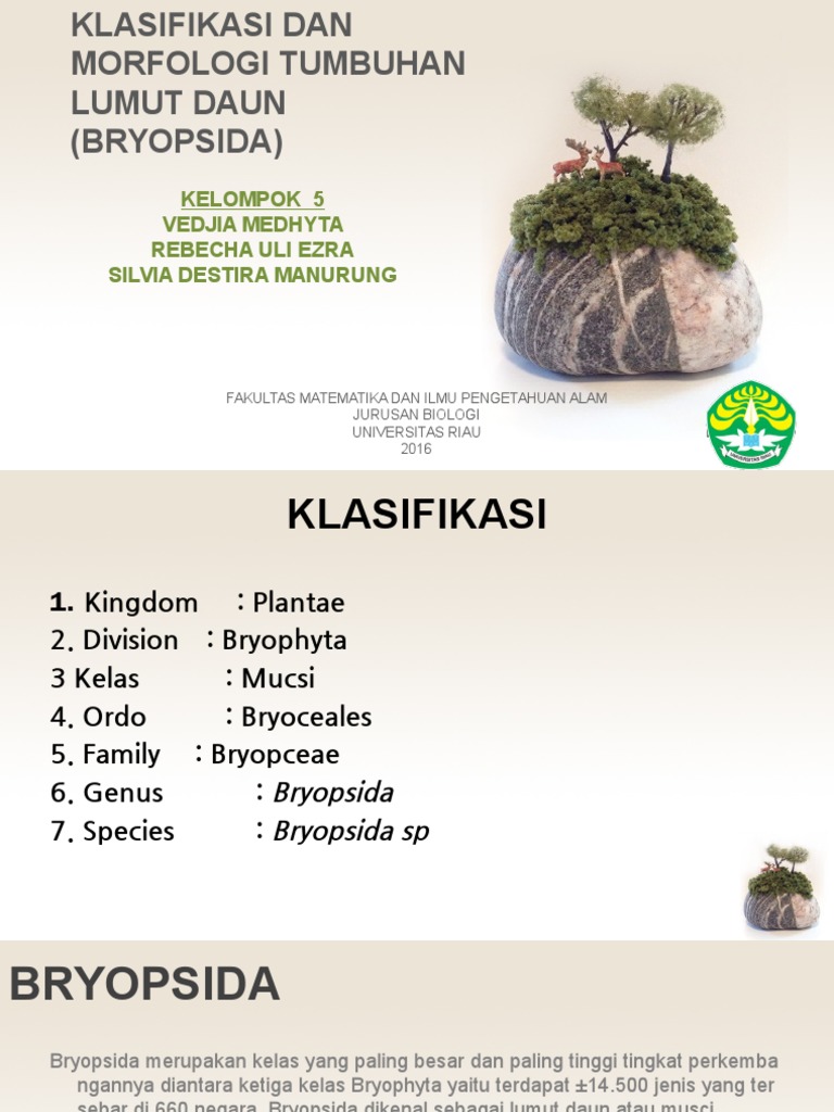 Klasifikasi Dan Morfologi Bryopsida (Lumut Daun) | PDF