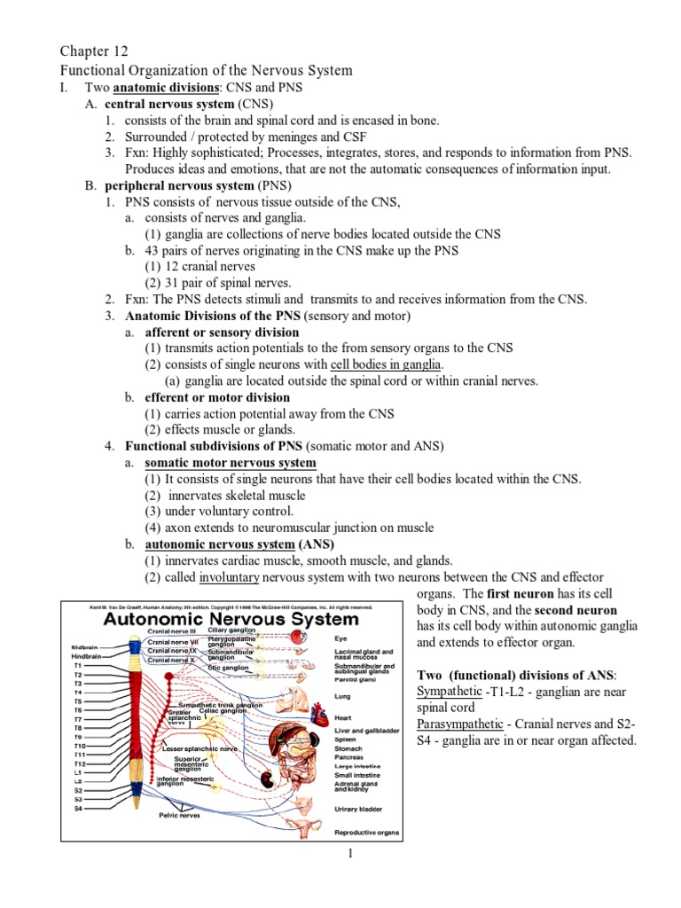 Nervous System Notes | Download Free PDF | Chemical Synapse ...