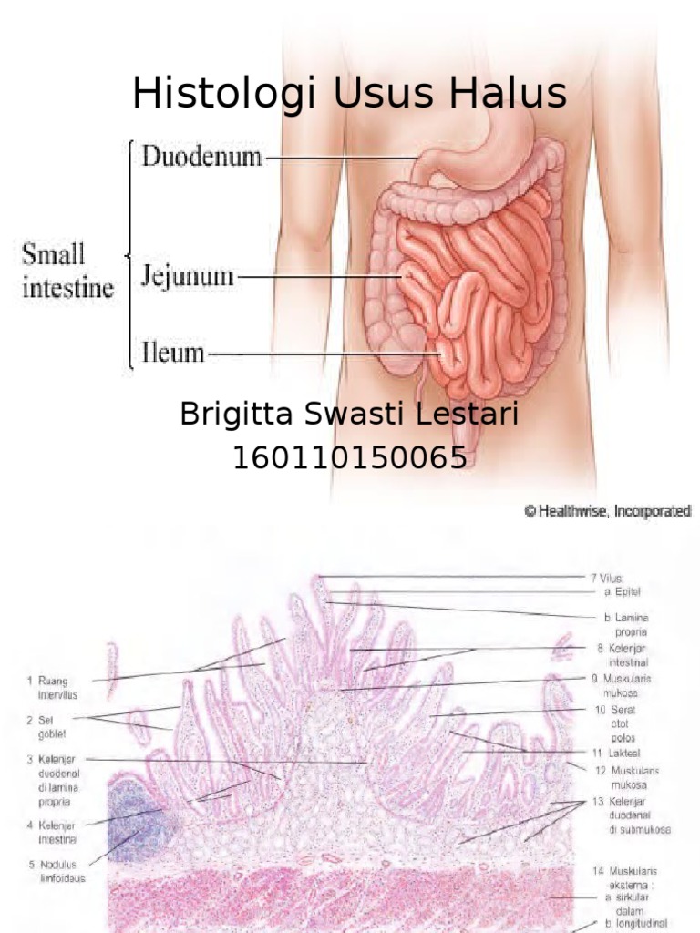Histologi Usus Halus | PDF