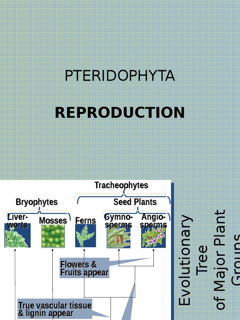 PTERIDOPHYTA Reproduction | PDF