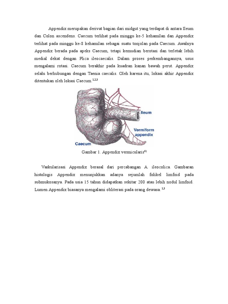 Appendix Merupakan Derivat Bagian Dari Midgut Yang Terdapat Di Antara ...