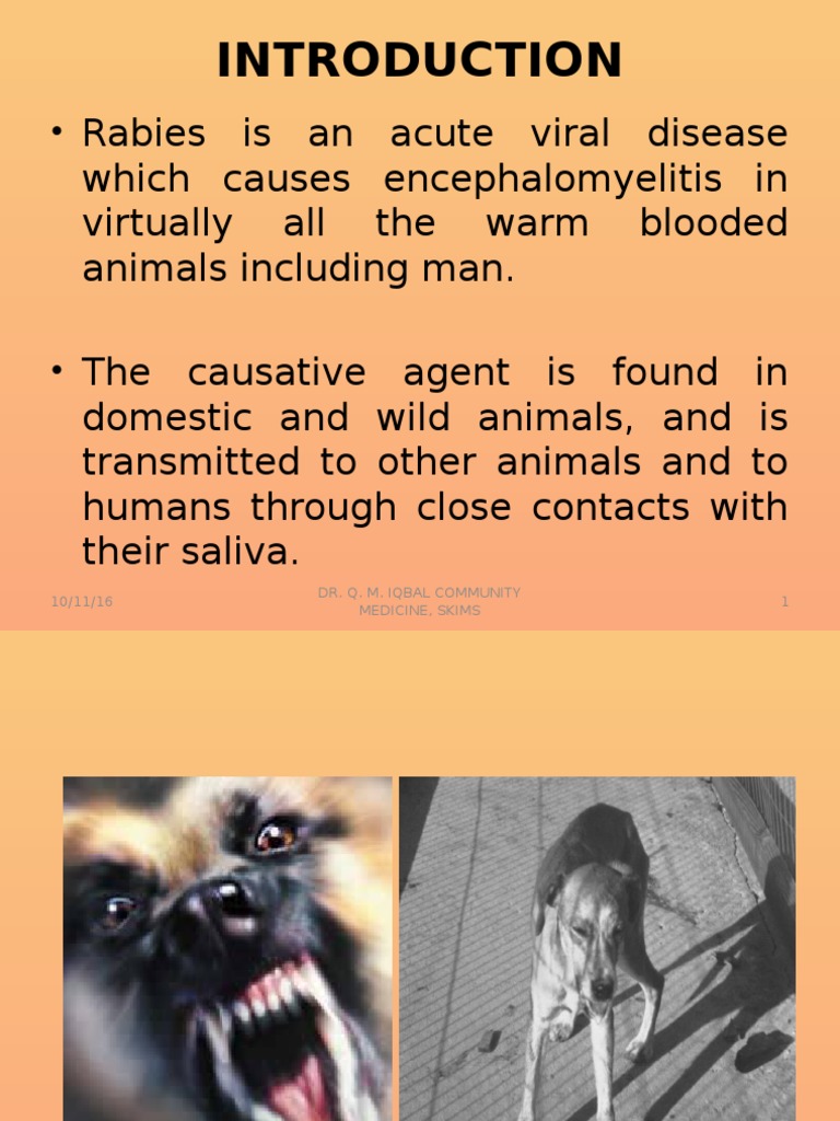 Rabies Seminar | Rabies | Biology