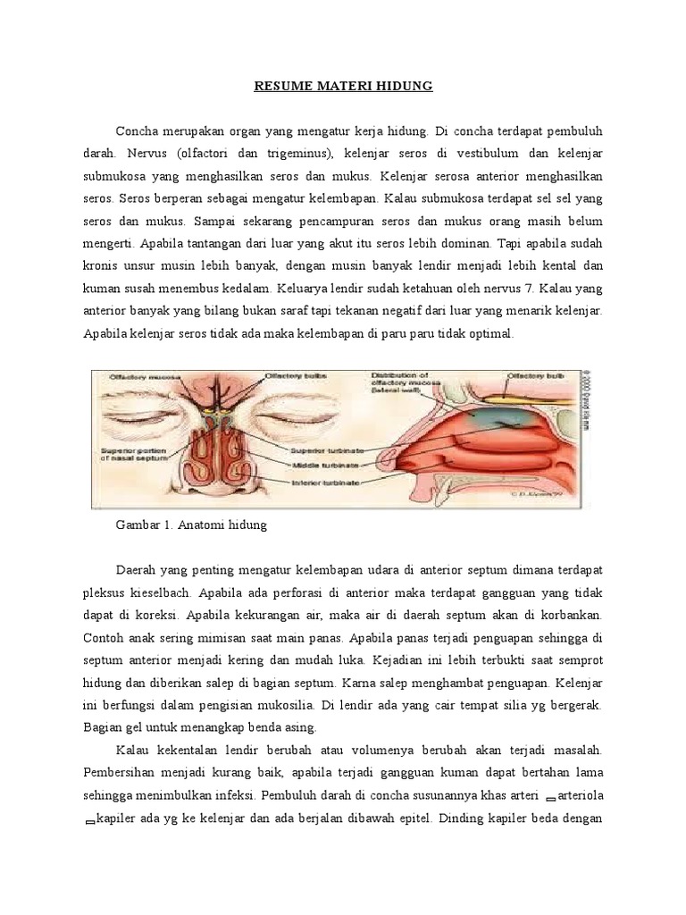 Fisiologi Konka HIDUNG | PDF