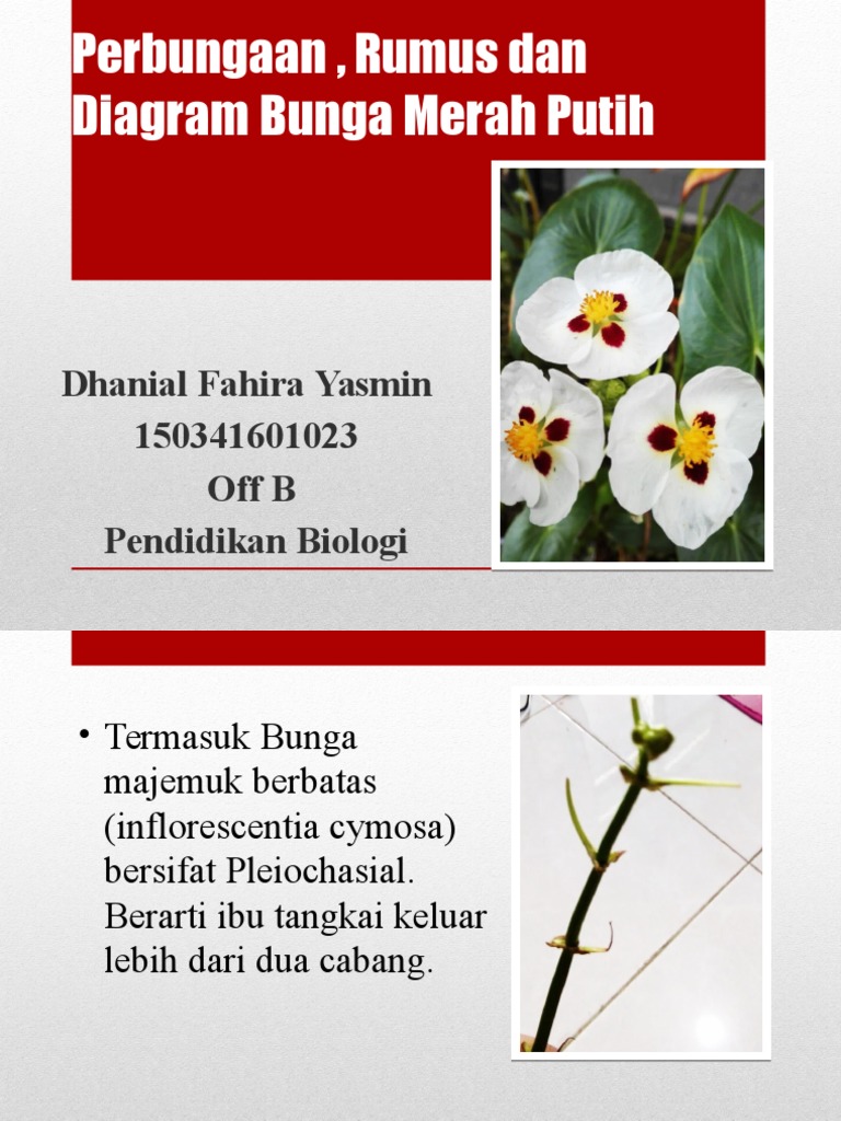 Perbungaan, Rumus Dan Diagram Bunga Merah Putih | PDF