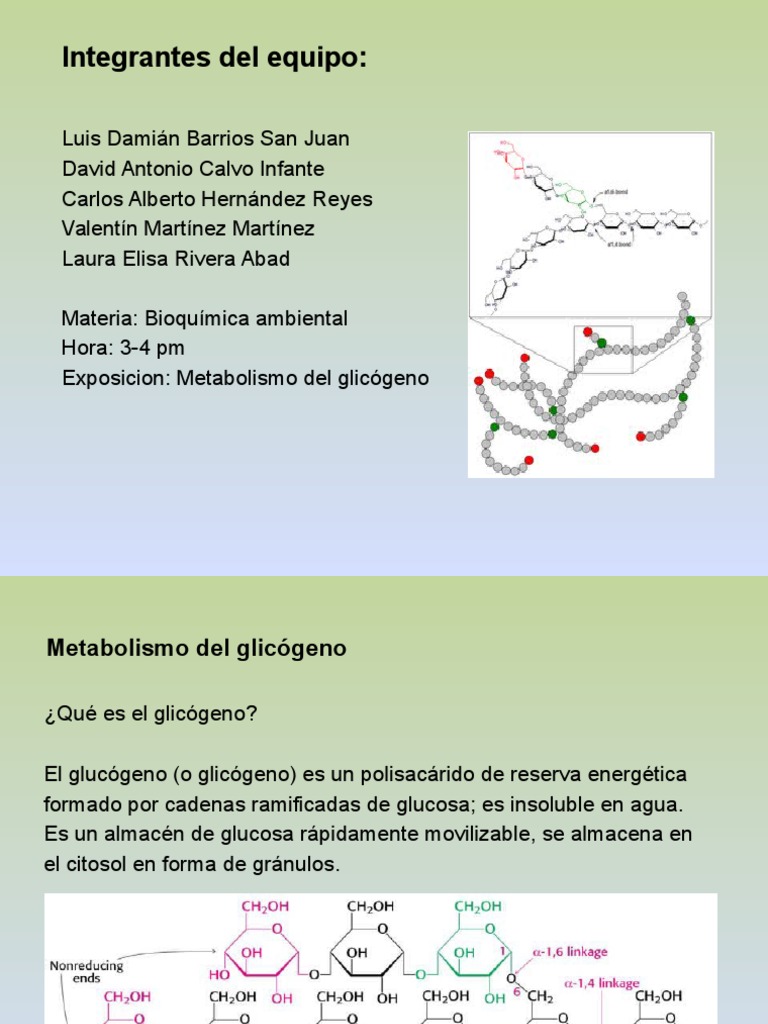 Metabolismo Del Glicogeno | Glucógeno | Carbohidratos