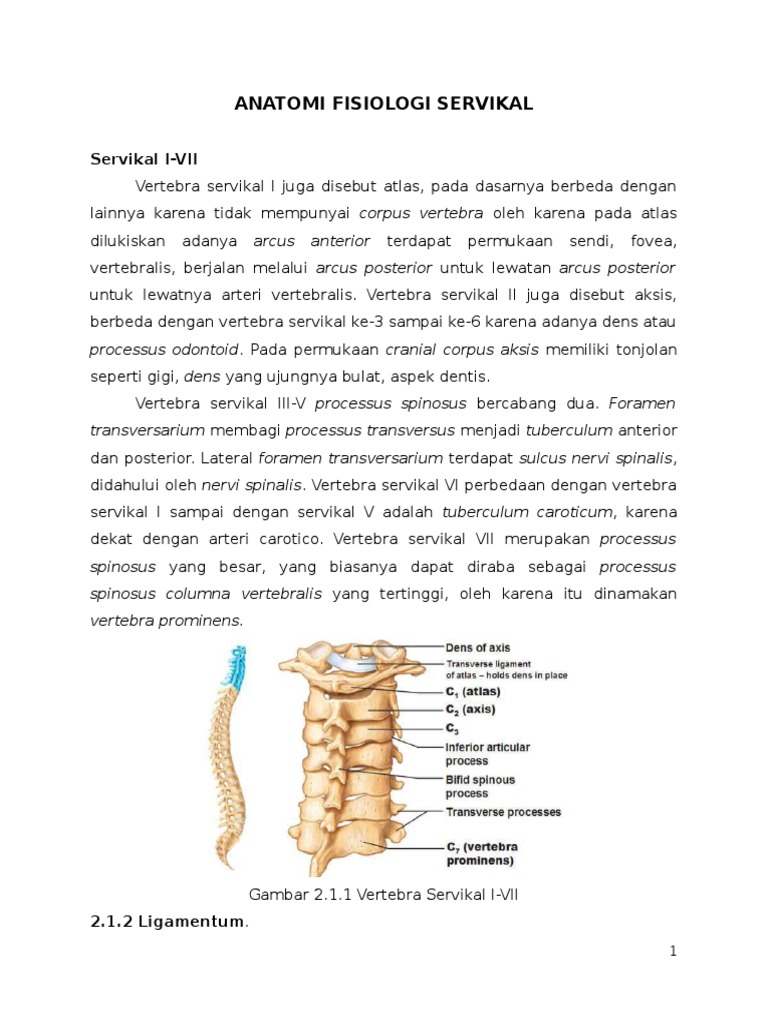 Anatomi Fisiologi Servikal | PDF