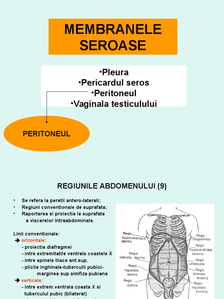 Anatomie Curs Peritoneu | PDF
