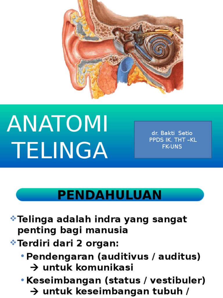 Anatomi dan Fungsi Telinga Manusia | PDF | Sains & Matematika