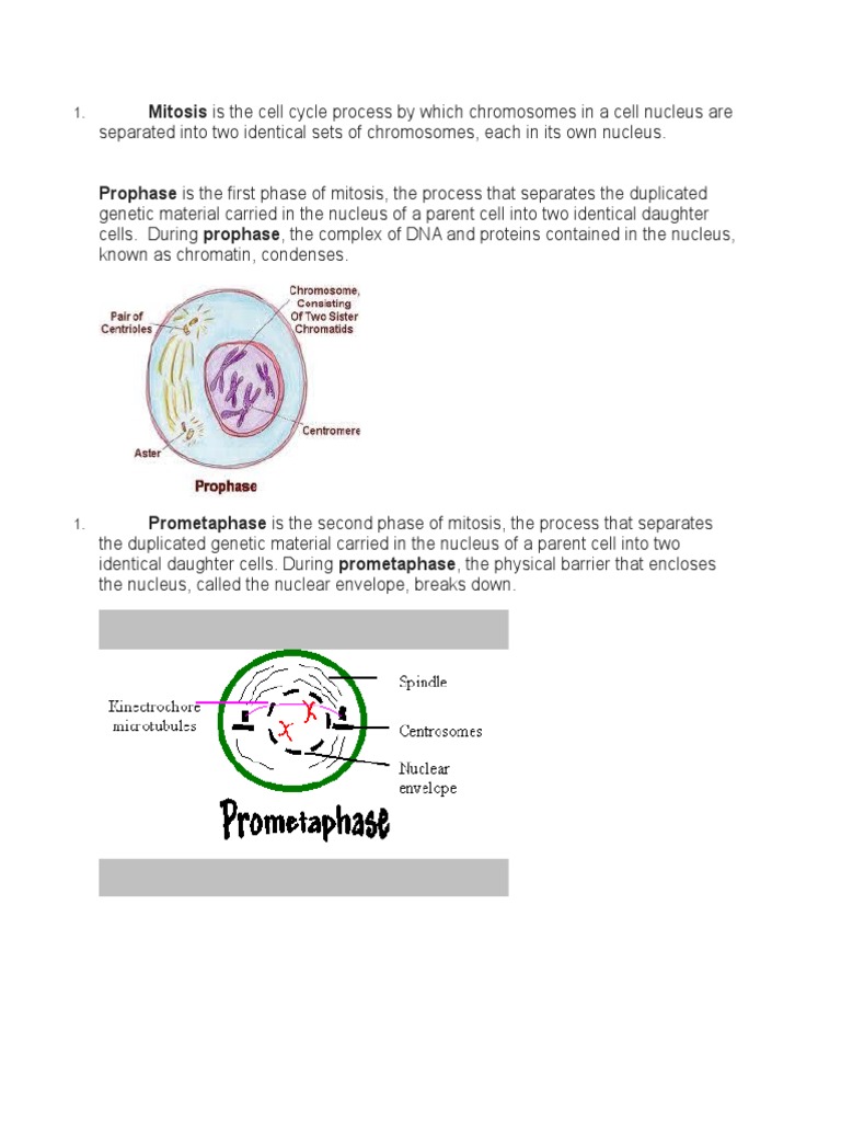 Mitosis: Stages and Chromosome Dynamics | PDF
