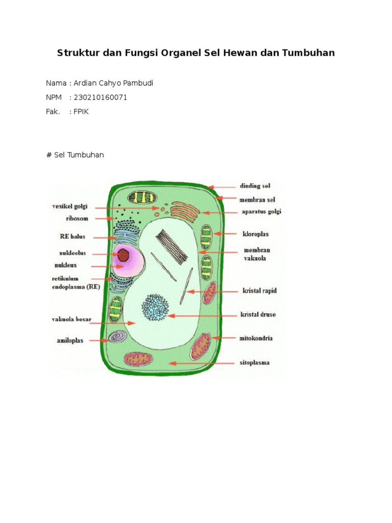 Struktur Dan Fungsi Organel Sel Hewan Dan Tumbuhan Pdf