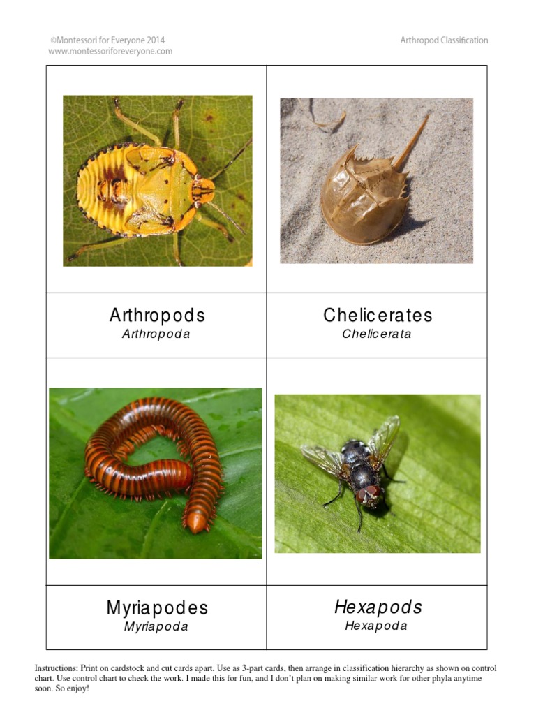 Arthropod Classification Download Free Pdf Crustacean Chelicerates