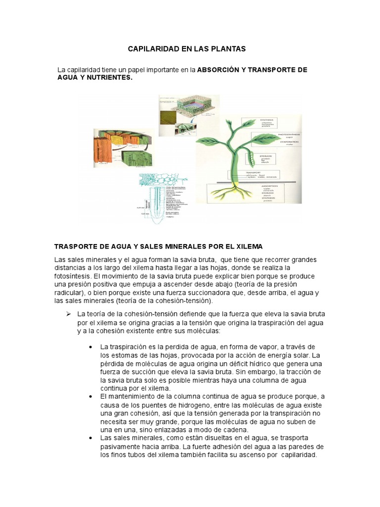 Capilaridad en Las Plantas | PDF | Madera | Tallo de la planta