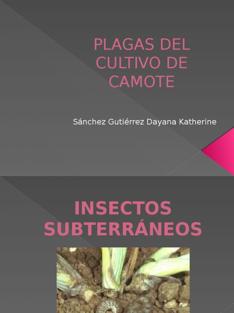 Plagas Del Camote