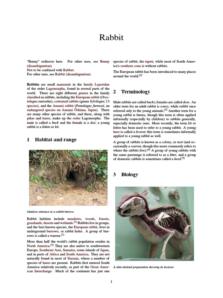 Rabbit | PDF | Rabbit | Lagomorphs