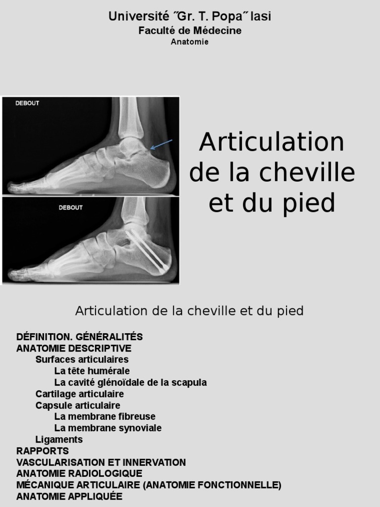 7. Articulation Du Cheville | Pied | Articulation (anatomie)