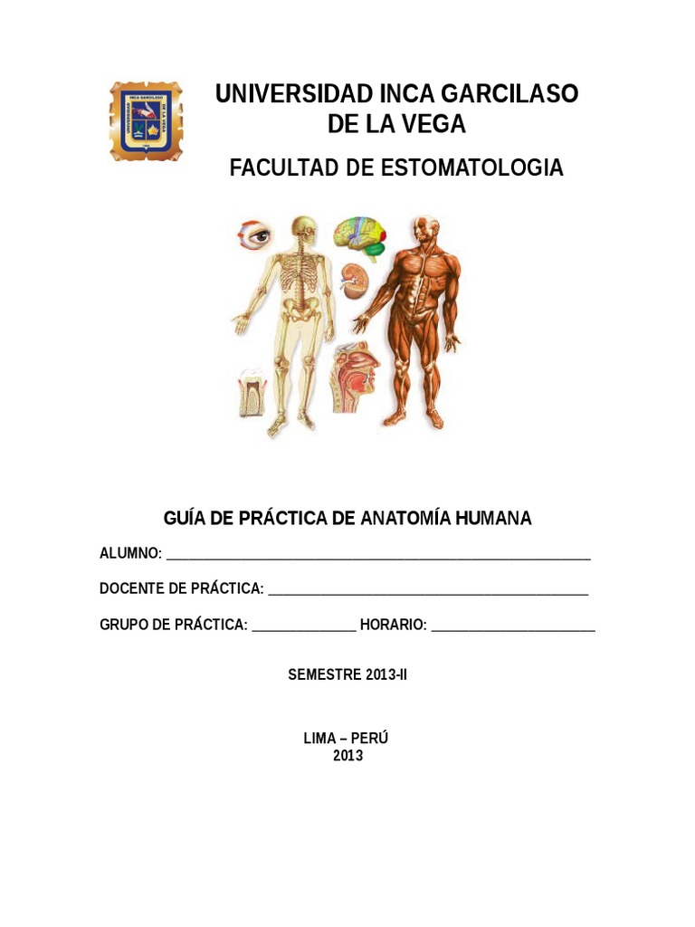Guia De Practica De Anatomia 2013 2 Pdf Abdomen Cráneo