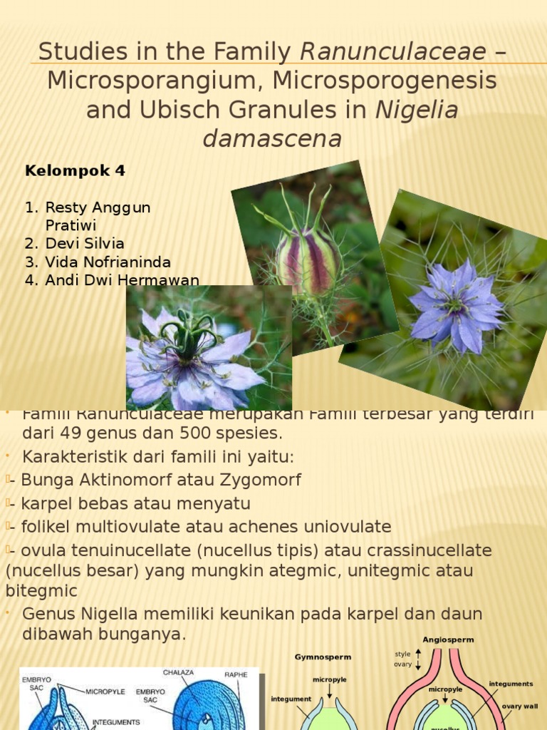 Mikrosporogenesis Nigella damascena | PDF