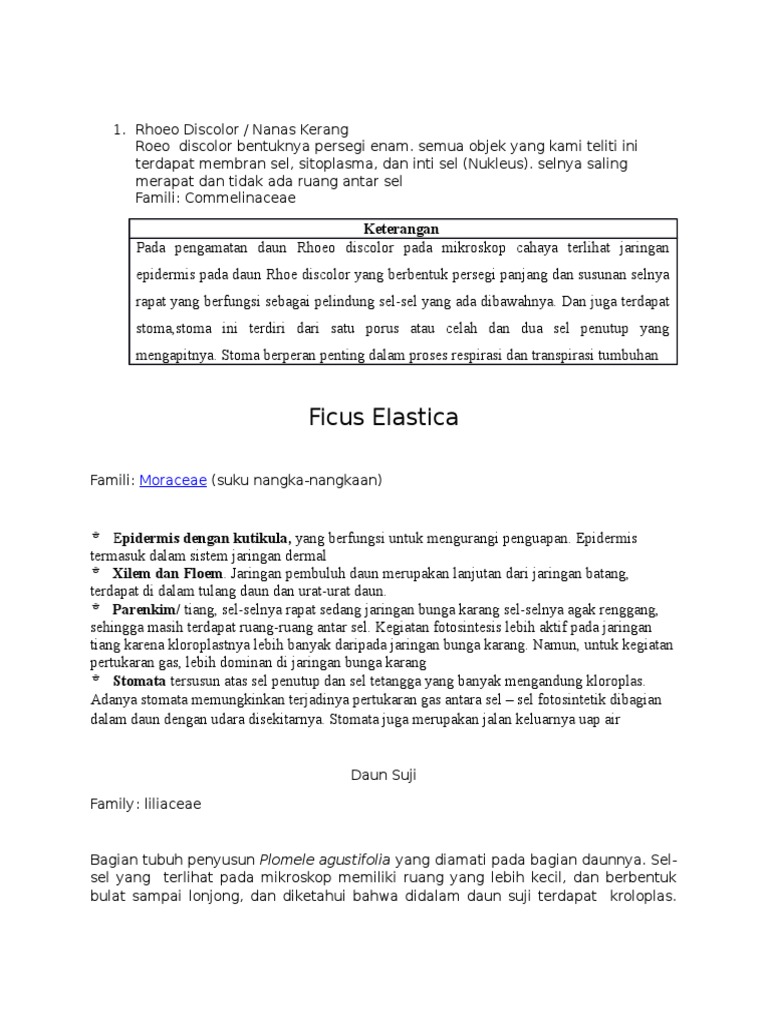 Rhoeo Discolor | PDF