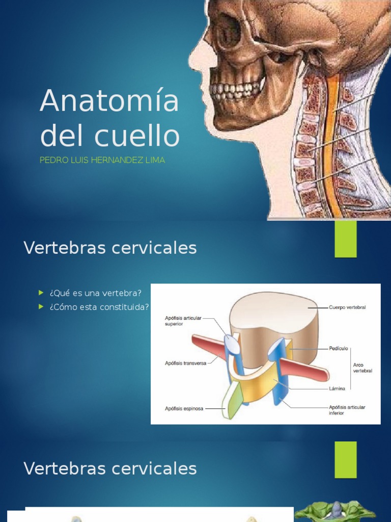 Anatomía Del Cuello | PDF | Ciencia y matemáticas