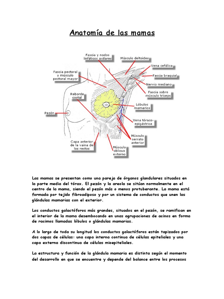 Anatomía de Las Mamas | PDF | Sistema linfático | Cáncer de mama