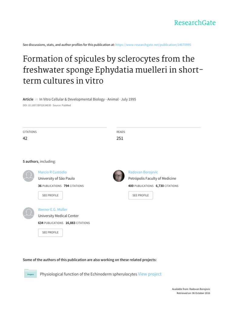 Freshwater Sponge Spicule Formation | PDF | Sponge | Microscopy