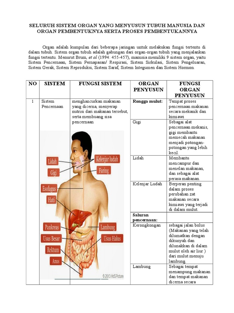 Seluruh Sistem Organ Yang Menyusun Tubuh Manusia Dan Organ Pembentuknya ...