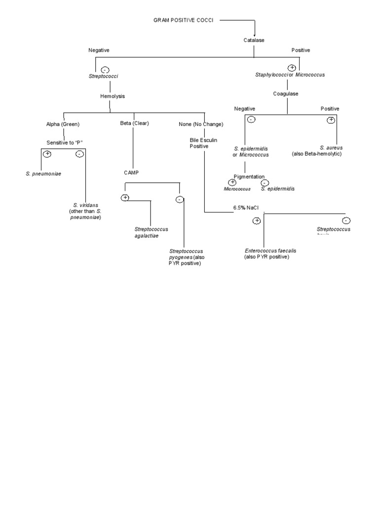 Gram Positive Cocci Identification Chart | PDF | Streptococcus | Prokaryote