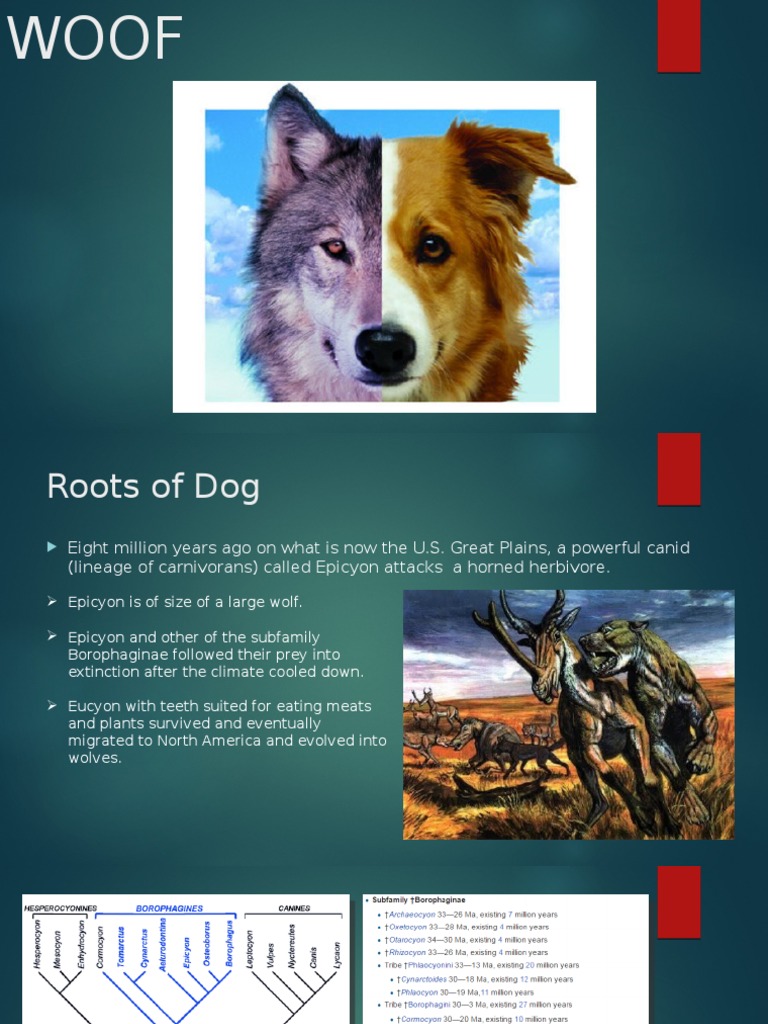 Evolution of Wolves To Dogs | PDF | Canidae | Dogs