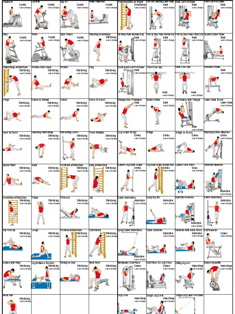 Comprehensive Gym Exercise Guide | PDF | Anatomical Terms Of Motion ...