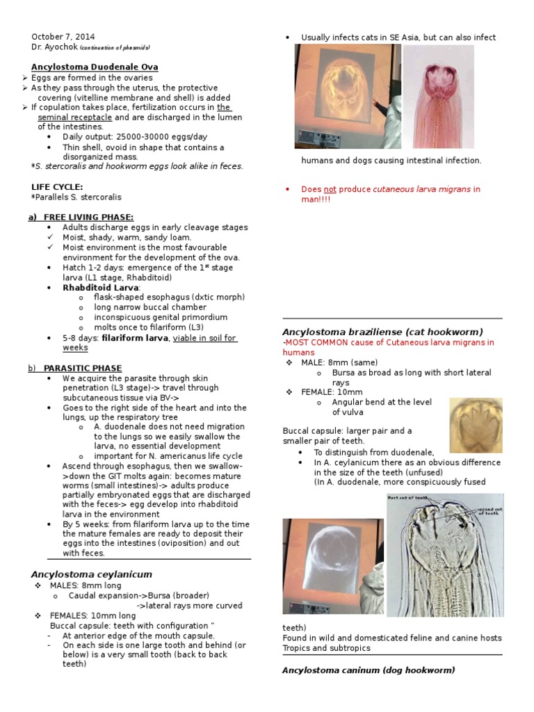 Hookworms | PDF | Medical Specialties | Diseases And Disorders