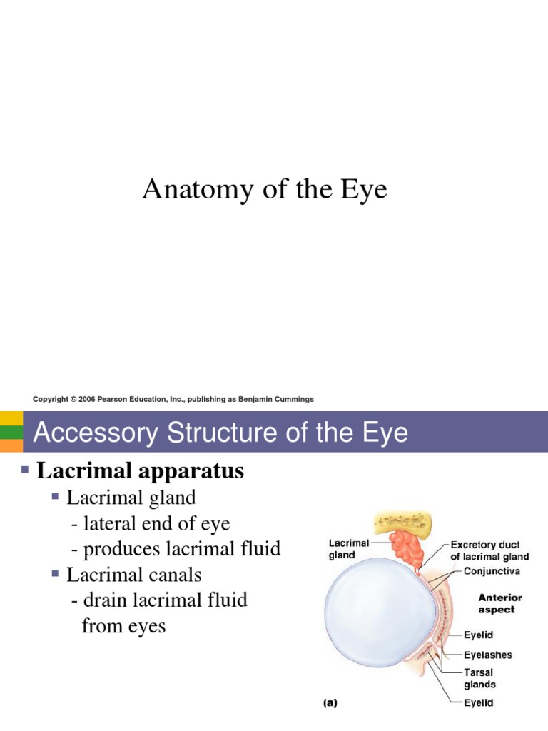 Anatomy of The Eye PDF | PDF | Retina | Visual Perception