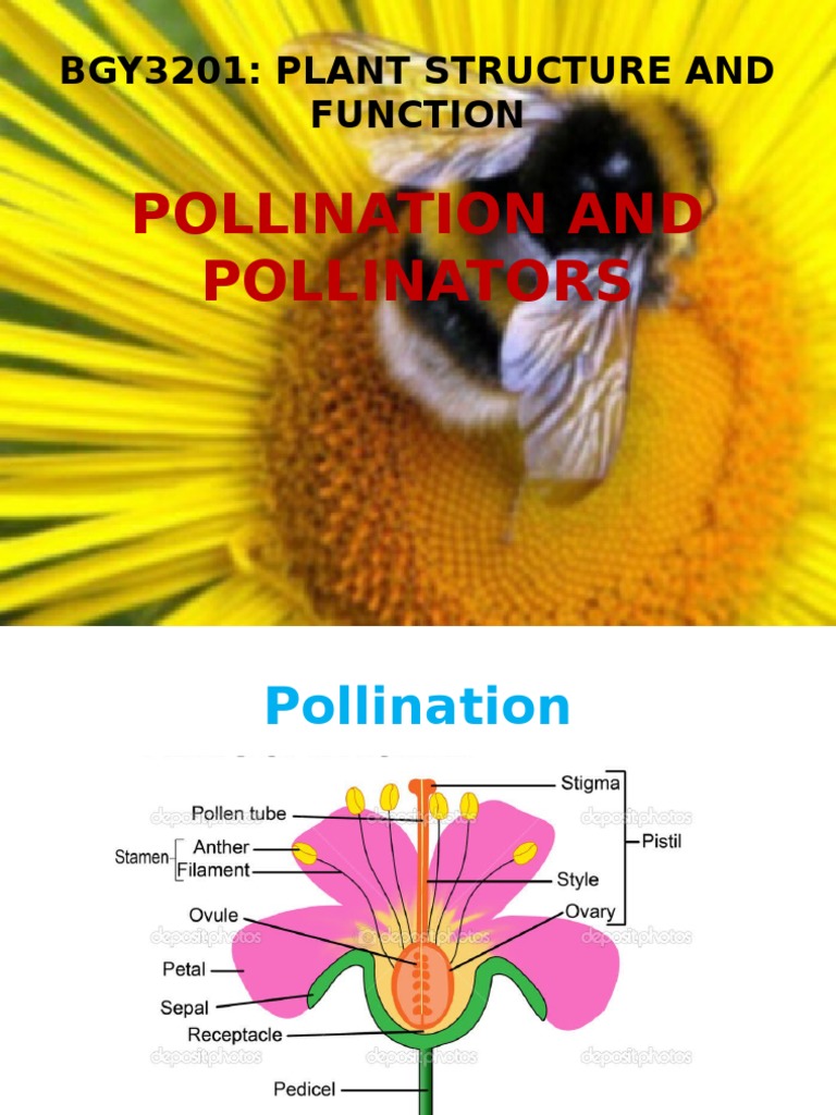 Pollination and Pollinators | PDF | Pollination | Fertilisation