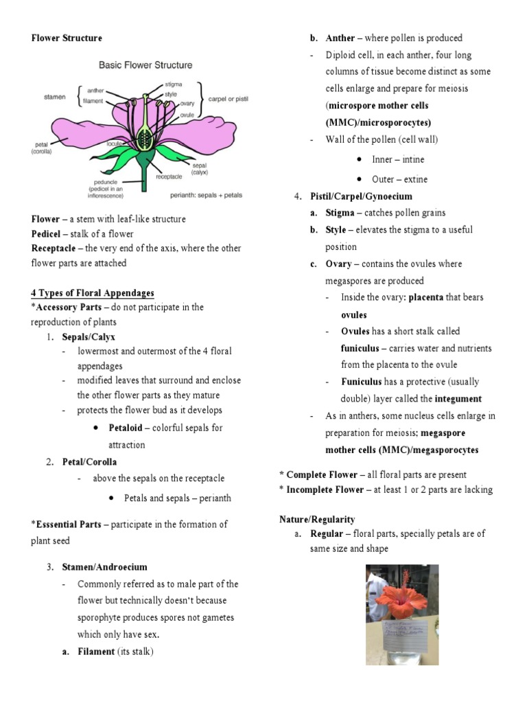 Flower Structure and Anatomy Overview | PDF | Flowers | Horticultural ...