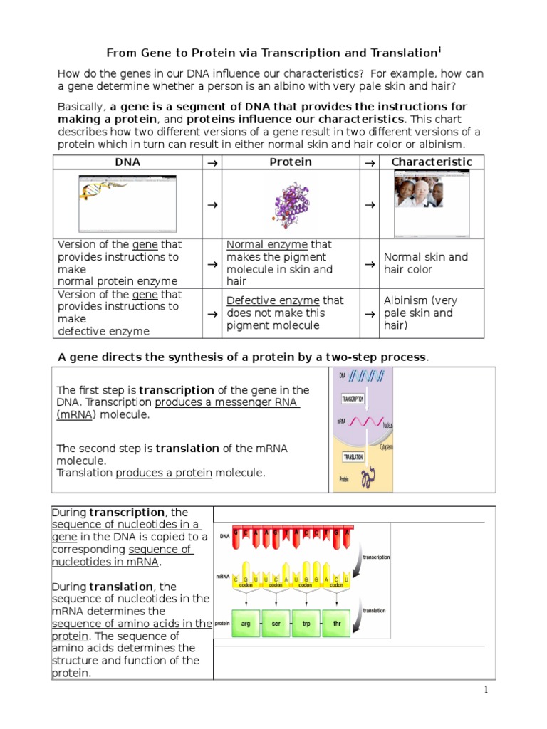 Transcription Translations Handout | PDF | Translation (Biology) | Dna