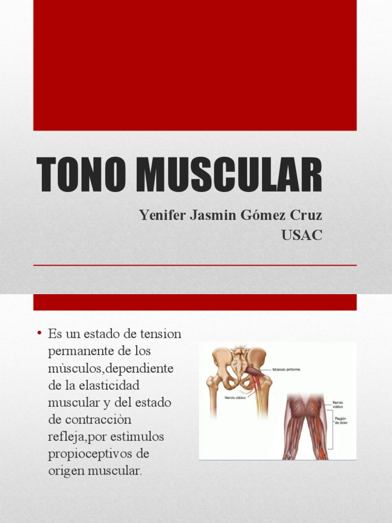 Tono Muscular | PDF | Músculo | Sistema musculoesquelético