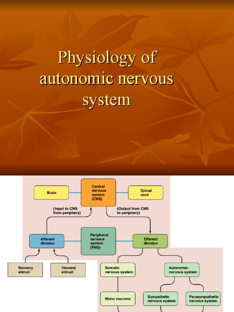 Lecture 9. Physiology of Autonomic Nervous System | PDF | Epinephrine ...