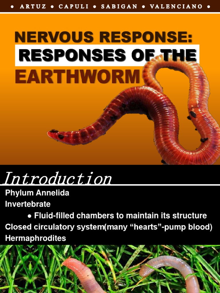 Nervous Responses of Earthworm | Stimulus (Physiology) | Nervous System