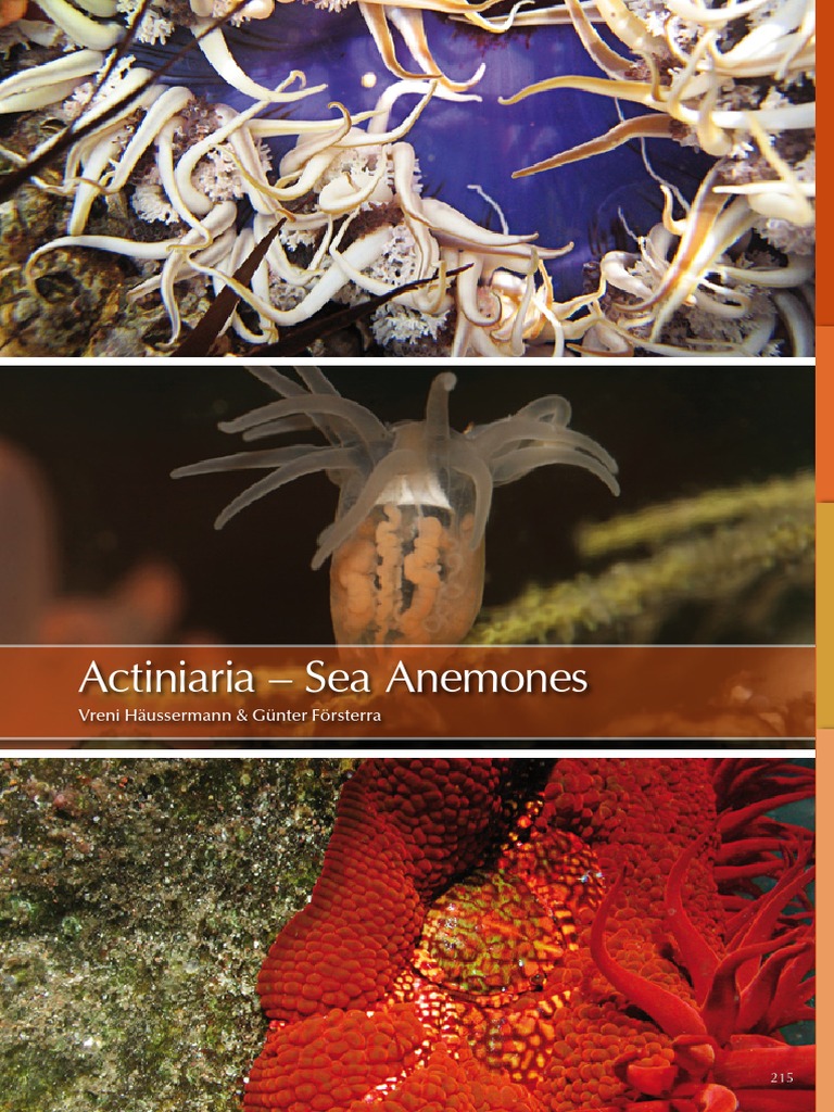 Actiniaria Sample | PDF | Zoology | Nature