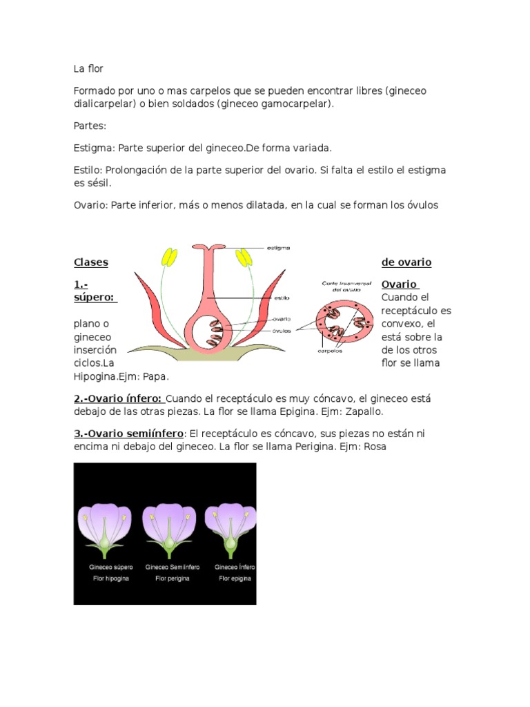 La Flor | PDF | Flores | Sistema reproductivo
