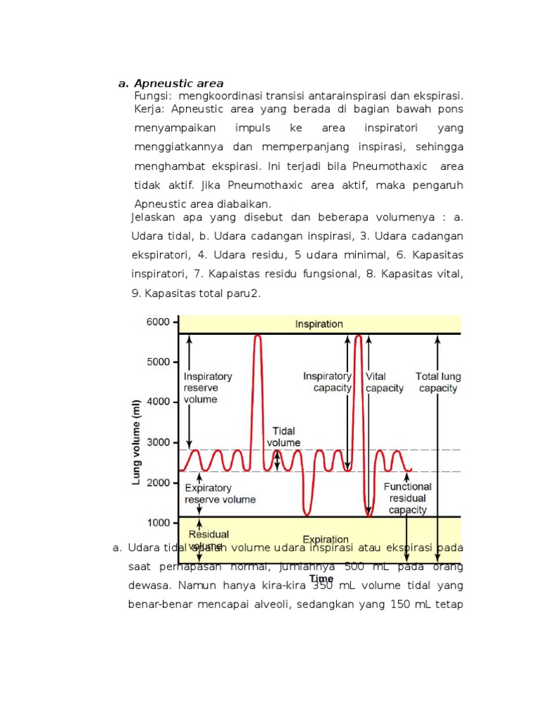 Apneustic Area | PDF