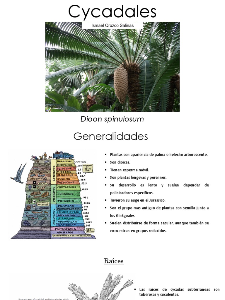 Cycadales | PDF | Hoja | Plantas