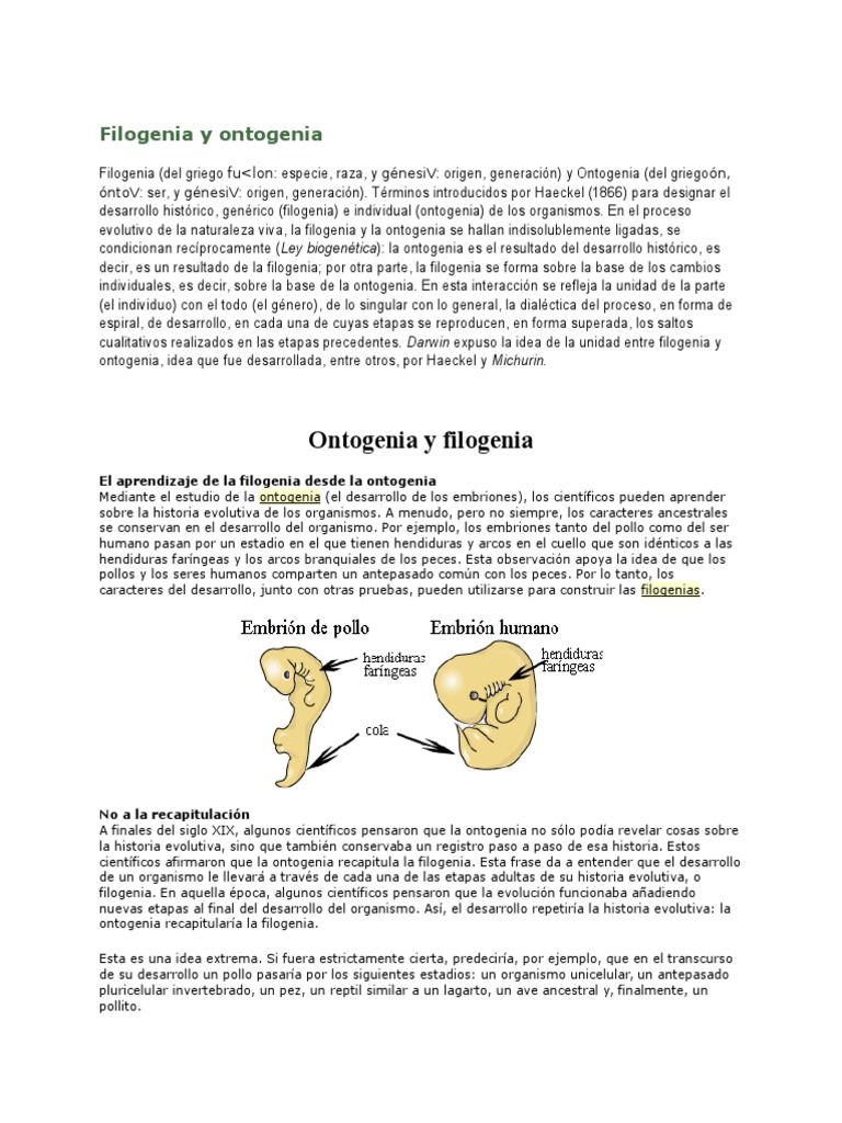 Relación entre Filogenia y Ontogenia | PDF | Filogenética | Evolución