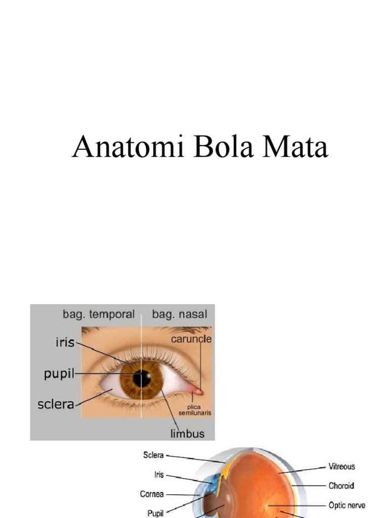 Anatomi Bola Mata 2003 | PDF
