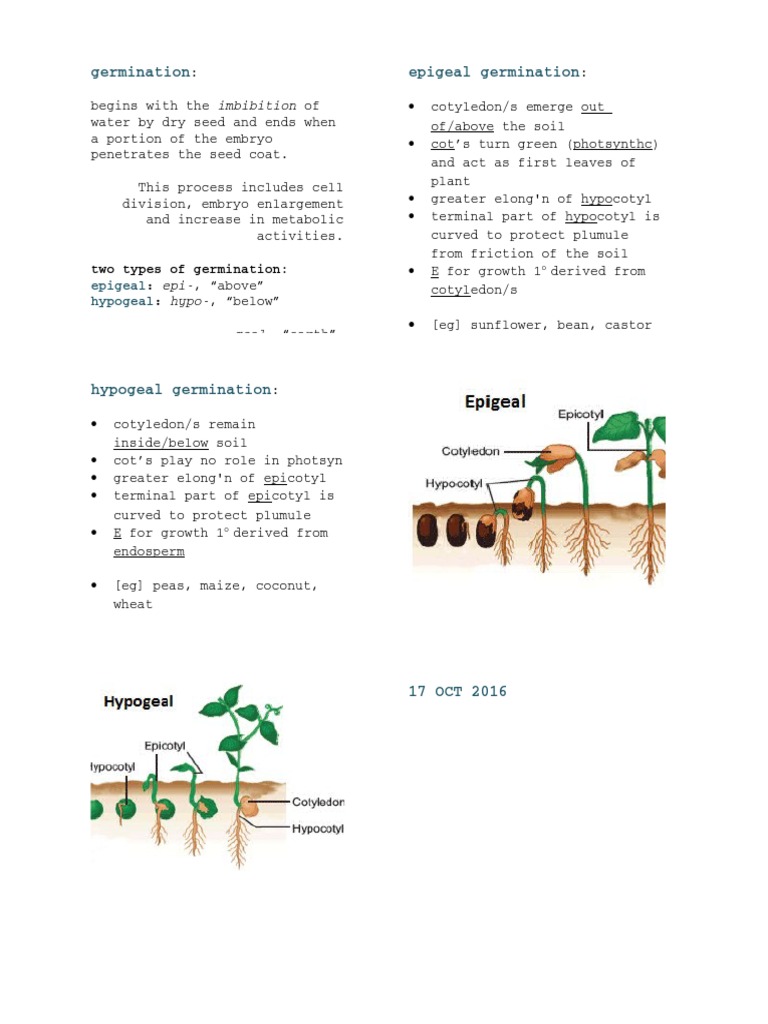 Epigeal Germination Germination: Two Types of Germination:: Epi, "Above ...
