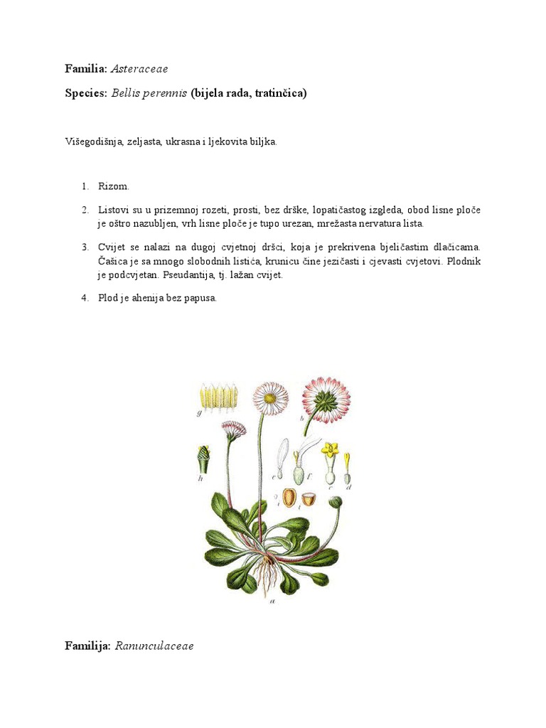 Opis Biljaka Za Herbar | PDF