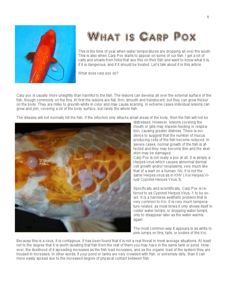 Carp Pox | Water Quality | Fish