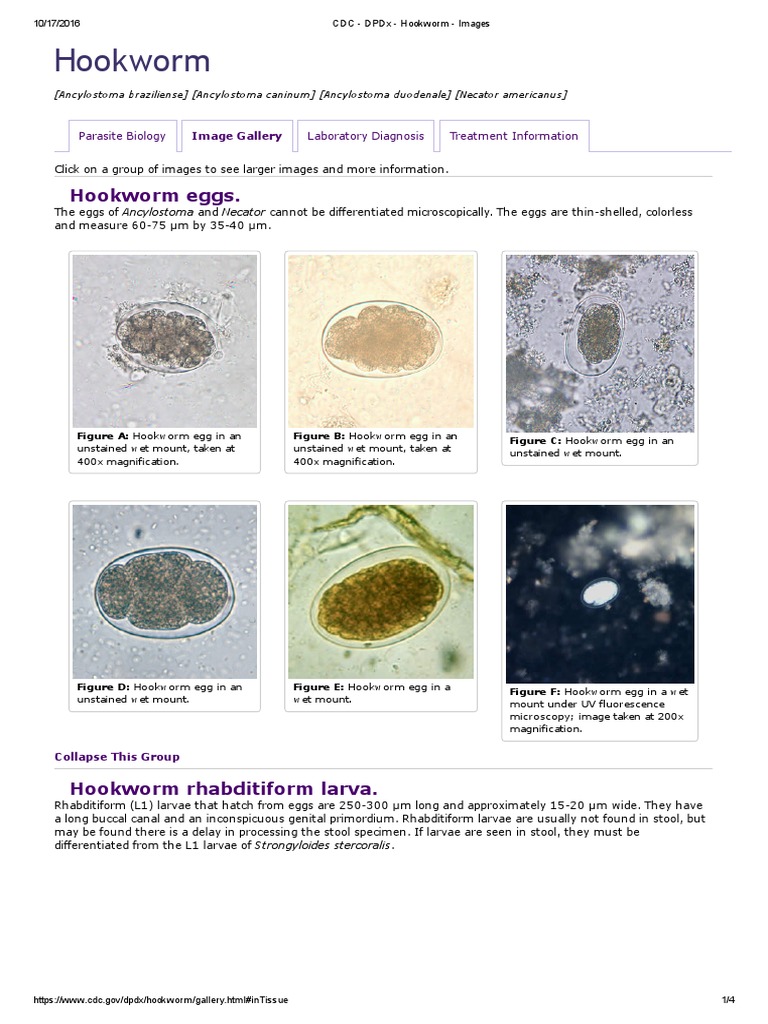 CDC - DPDX - Hookworm - Images | PDF | Microscopy | Microbiology