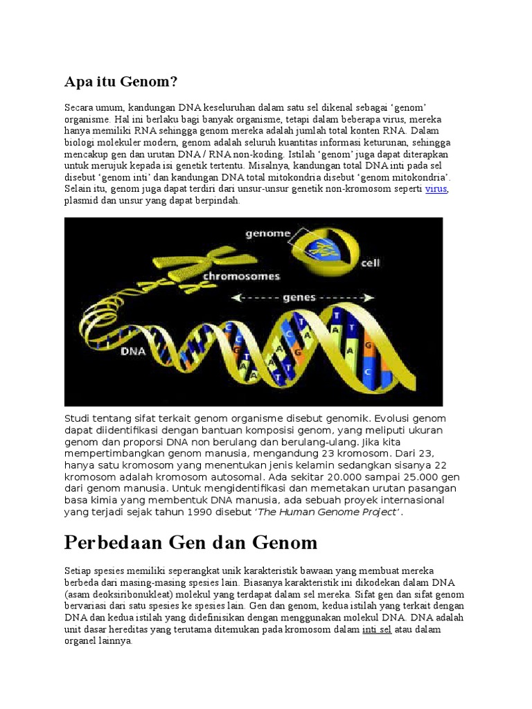 GENOM | PDF