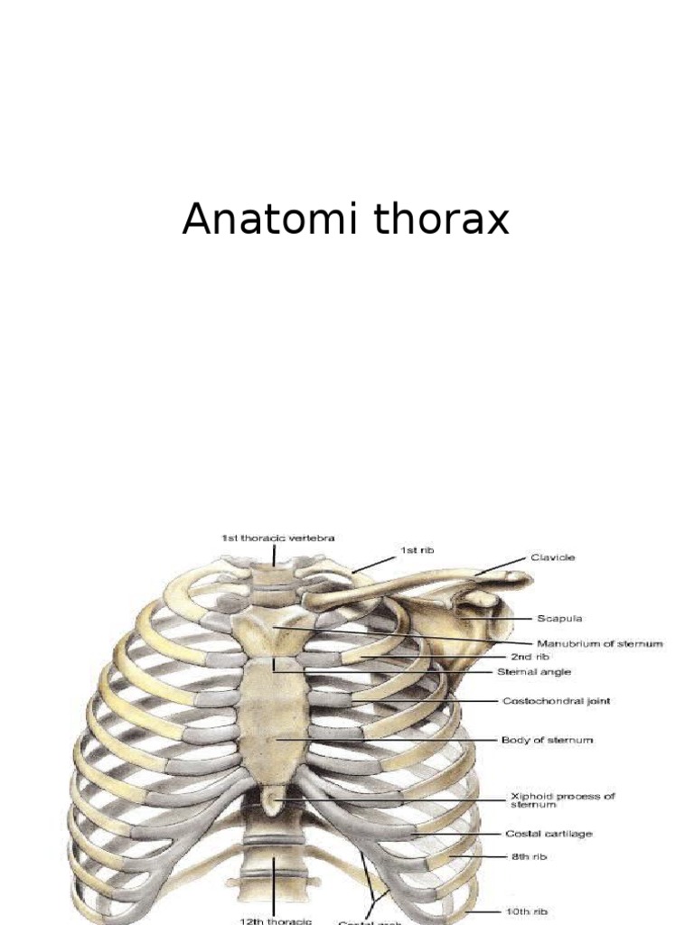 Anatomi Lengkap Thorax Manusia | PDF | Ilmu Sosial | Sains & Matematika