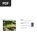 Apoplasto y Simplasto | PDF | Raíz | Biología Celular)